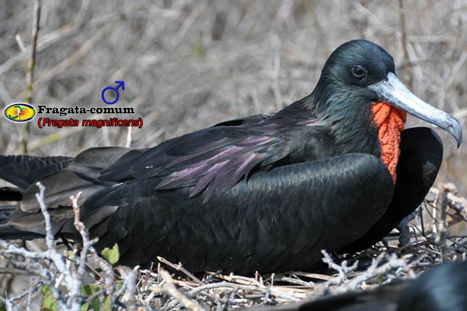 Zoologia: Fragata-comum (Fregata magnificens)